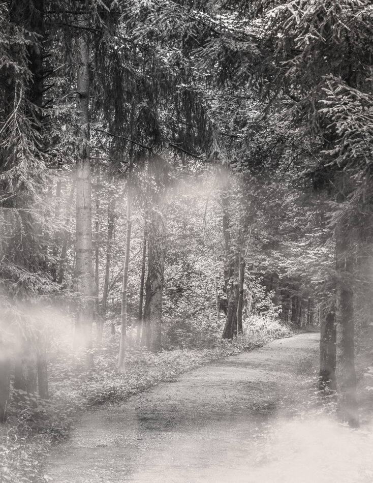 My Image Your Editing: The Path in the Forest: Downloaded "Limani's ...