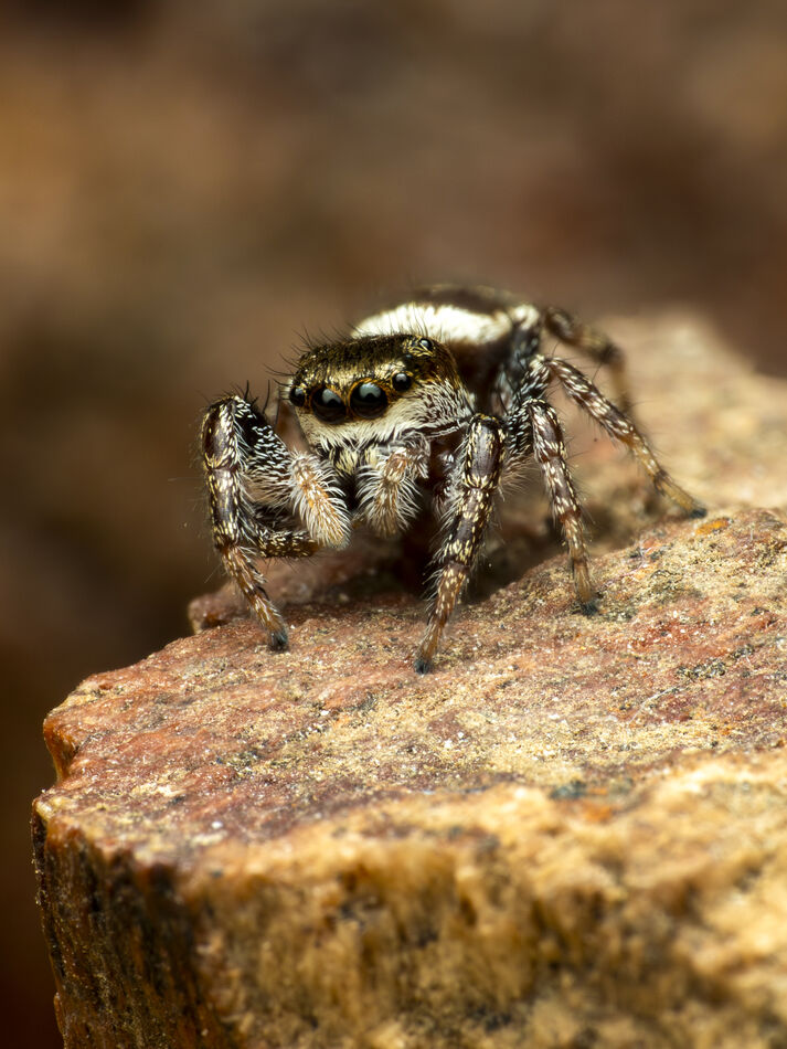 Tiny Little Jumping Spider: Found on the dining room table, I think it ...