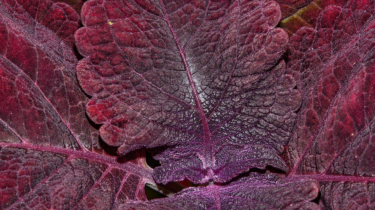Coleus Splendor: A place called Perennials Galore sells the BEST every ...