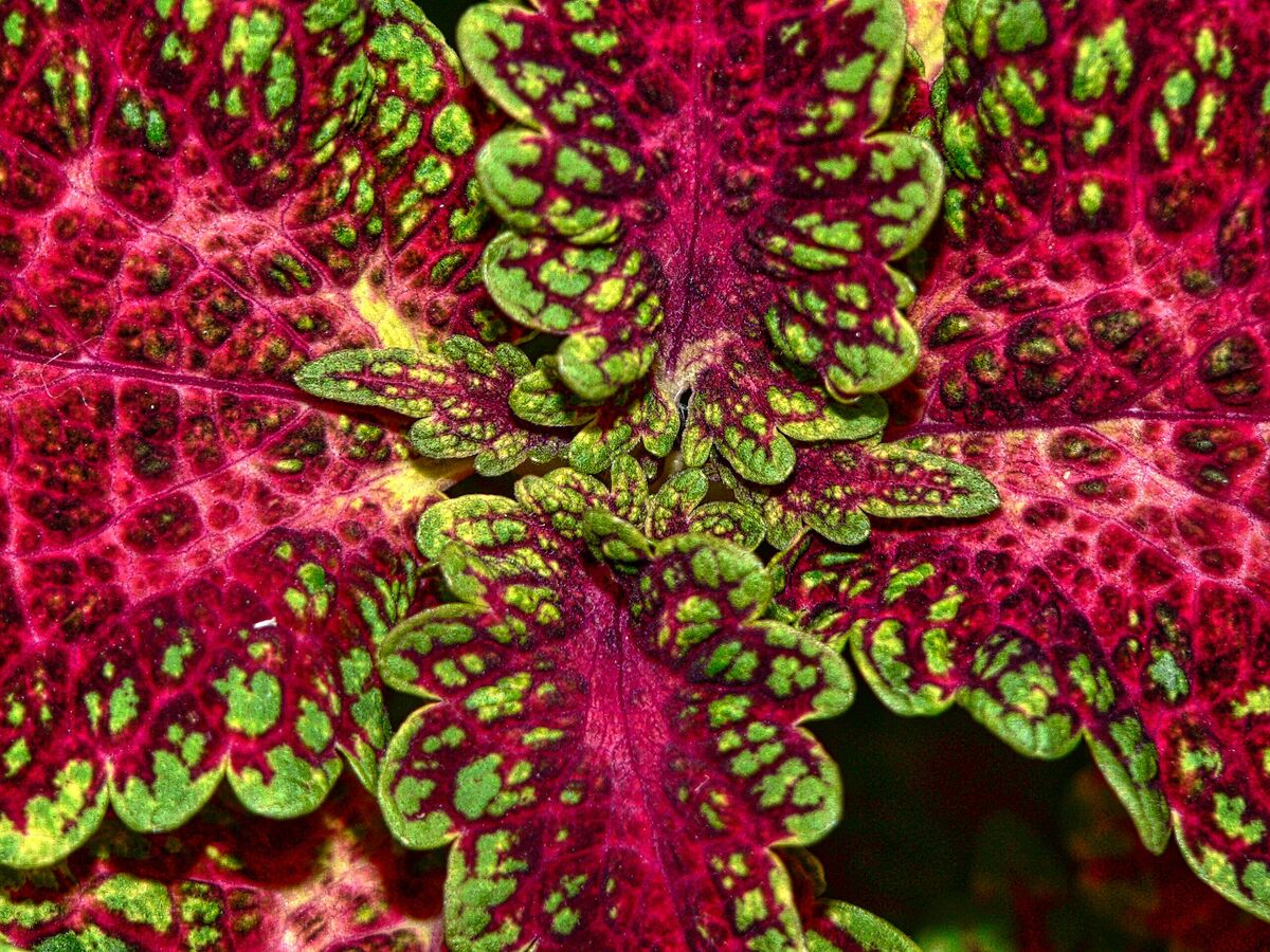 Coleus Splendor: A place called Perennials Galore sells the BEST every ...