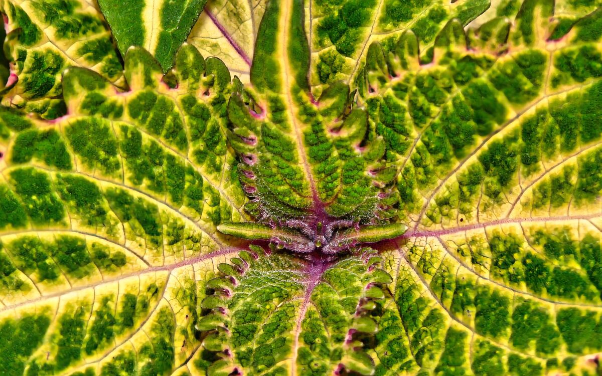 Coleus Splendor: A place called Perennials Galore sells the BEST every ...
