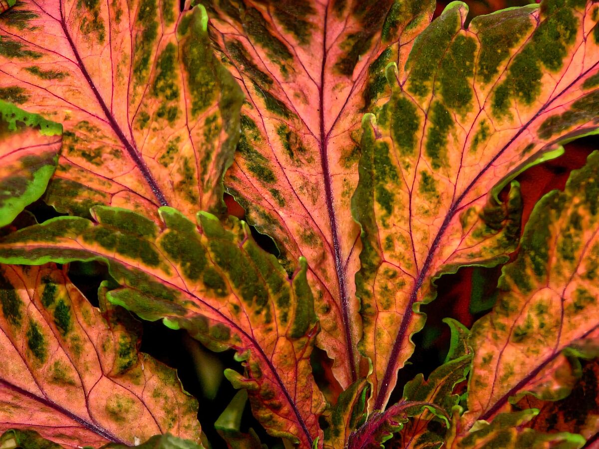 Coleus Splendor: A place called Perennials Galore sells the BEST every ...