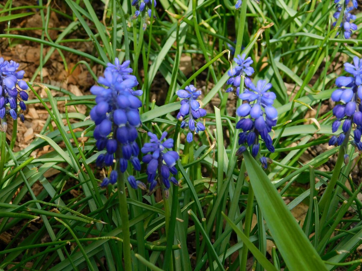 Finally Spring Has Sprung on Cape Cod: Following the harshest Winter ...