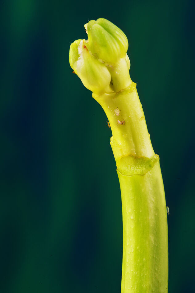From my weed patch yesterday 5.24: I have been watching Day Lilies and ...