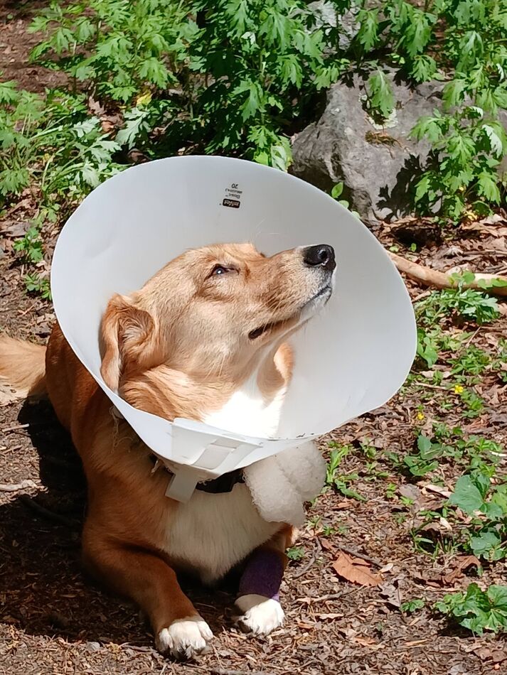 Our Conehead: Maggie, after being spayed. Surprisingly, the collar didn ...