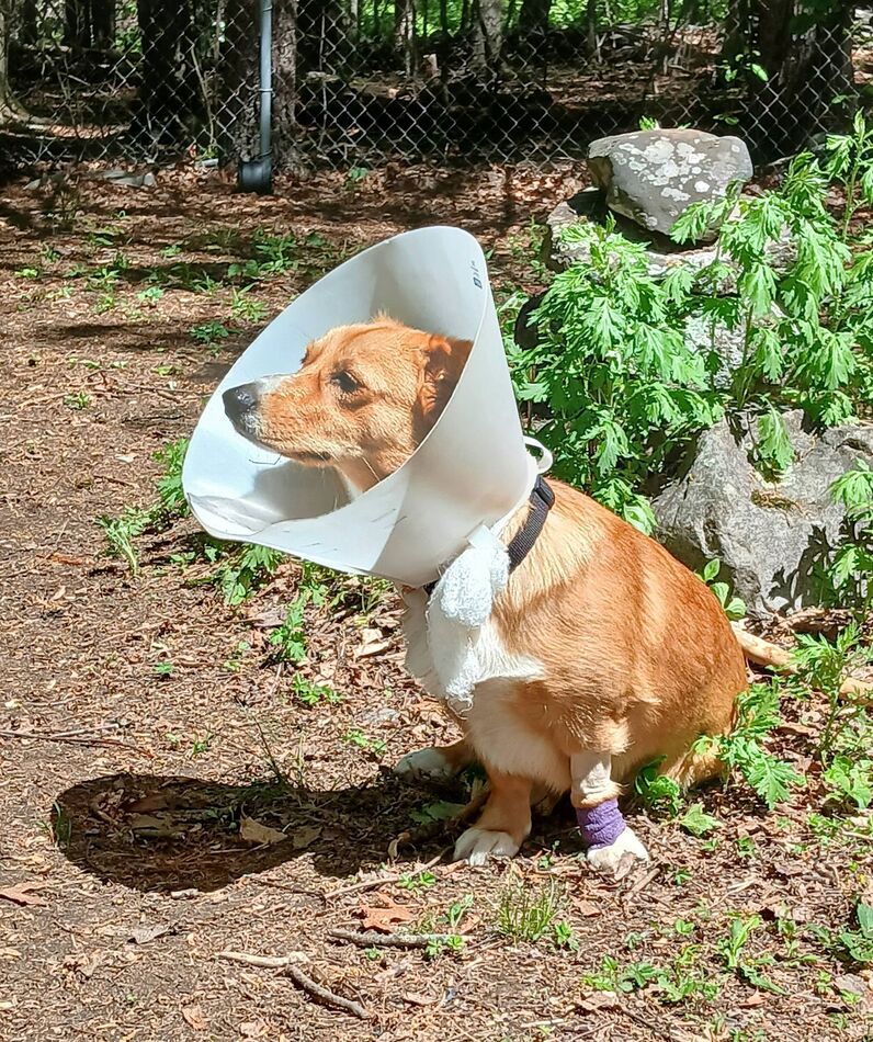 Our Conehead: Maggie, after being spayed. Surprisingly, the collar didn ...