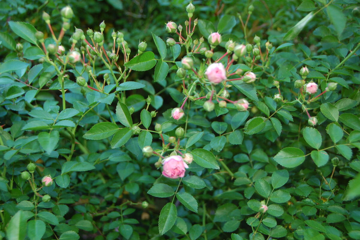 Roses from my front yard: When we left for Houston, they were just ...