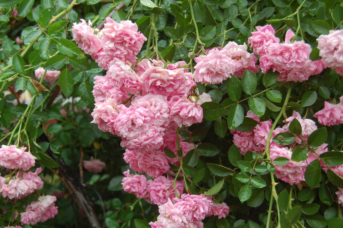 Roses from my front yard: When we left for Houston, they were just ...