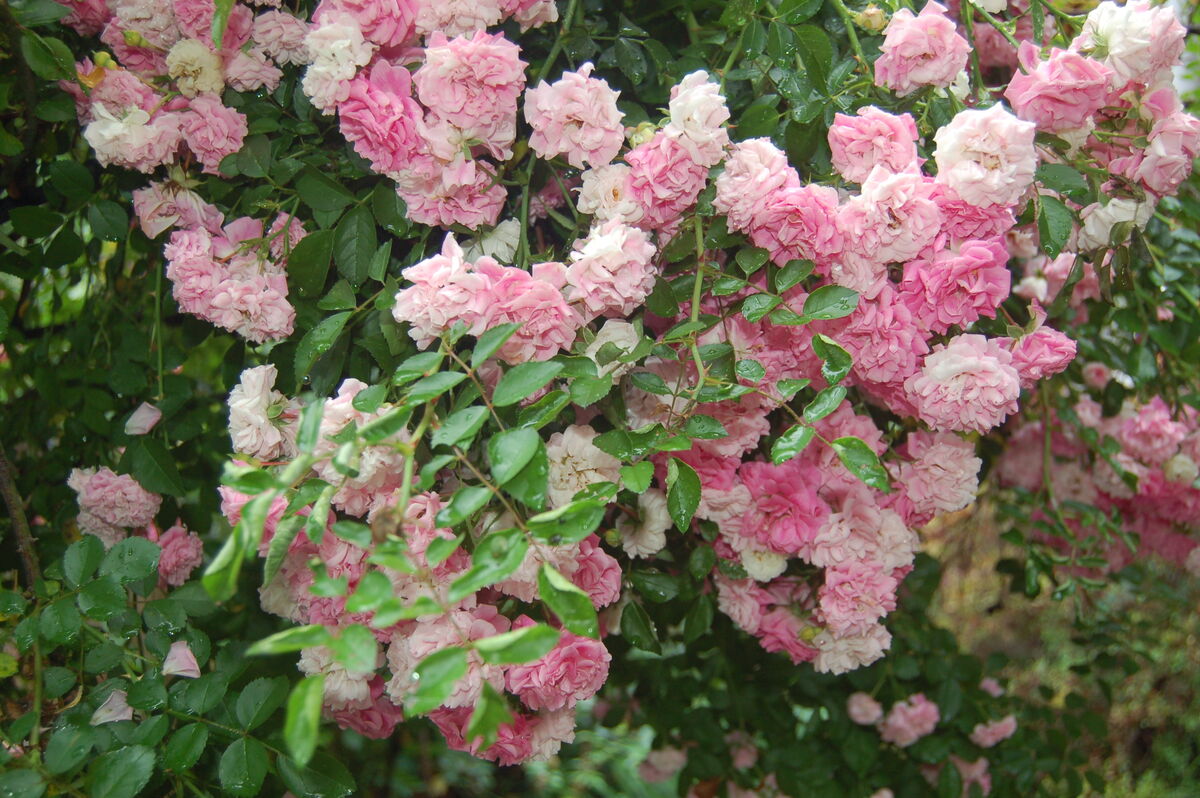 Roses from my front yard: When we left for Houston, they were just ...