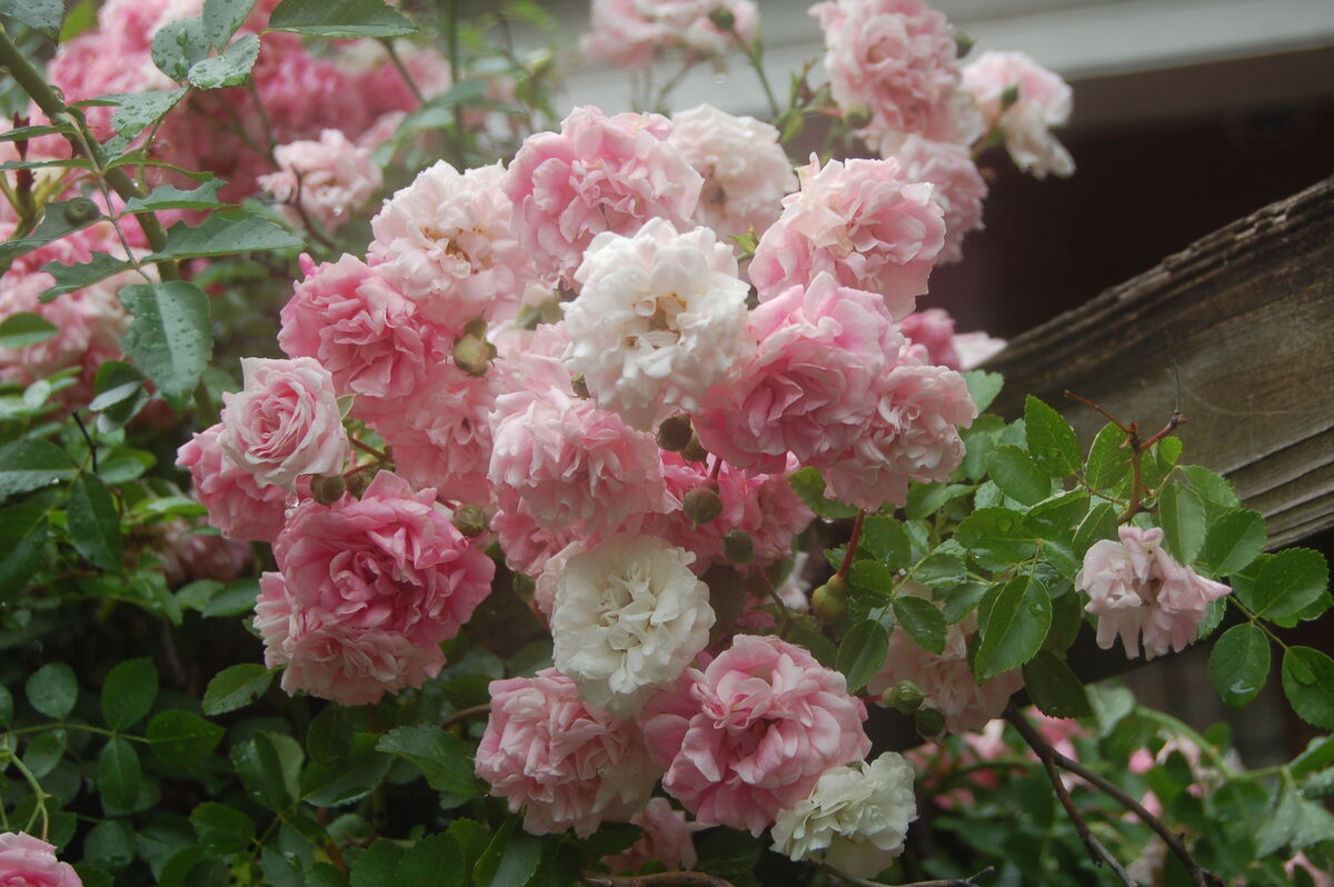 Roses from my front yard: When we left for Houston, they were just ...
