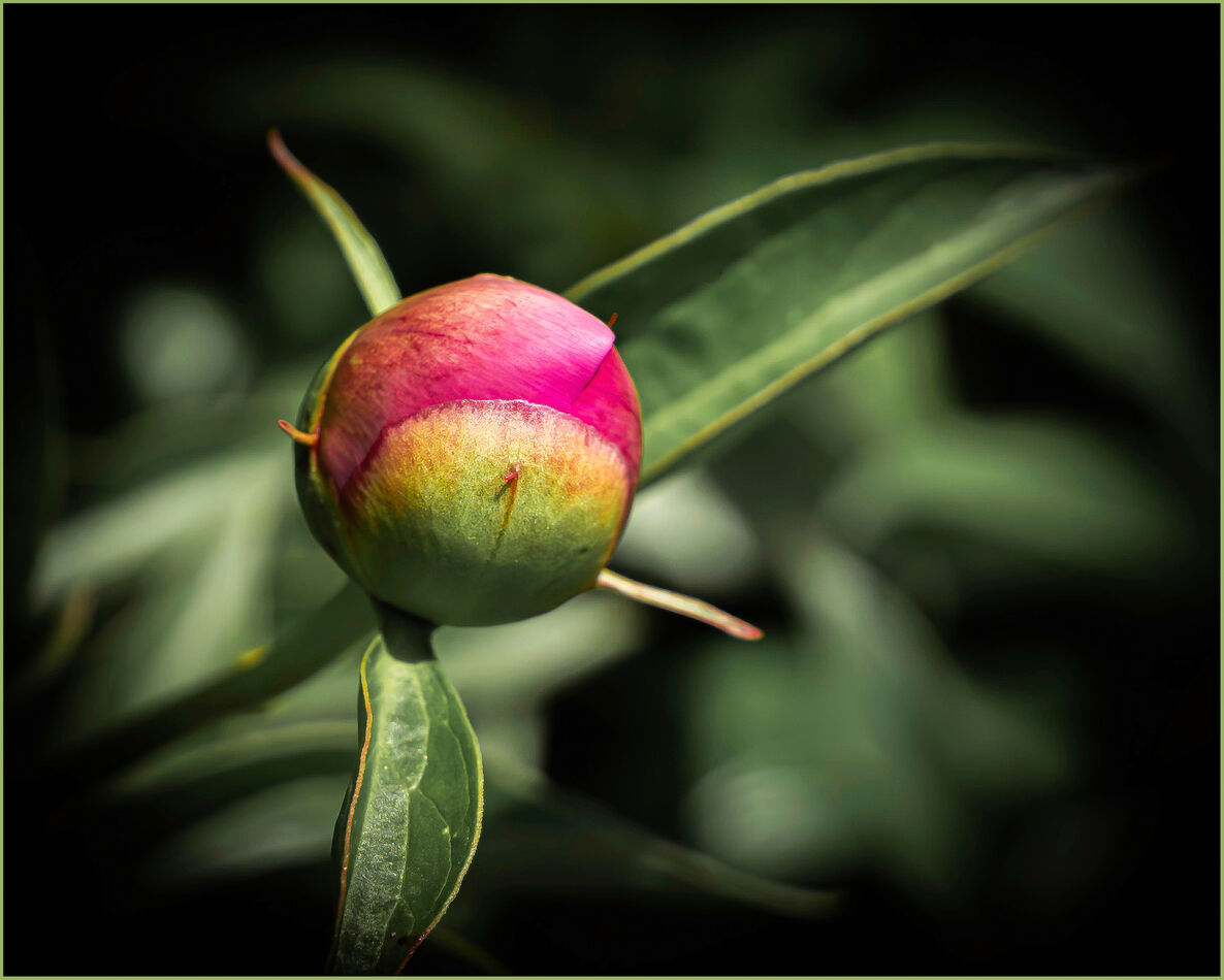 Poppy in Waiting: From my yard. Click the photo for a better look.