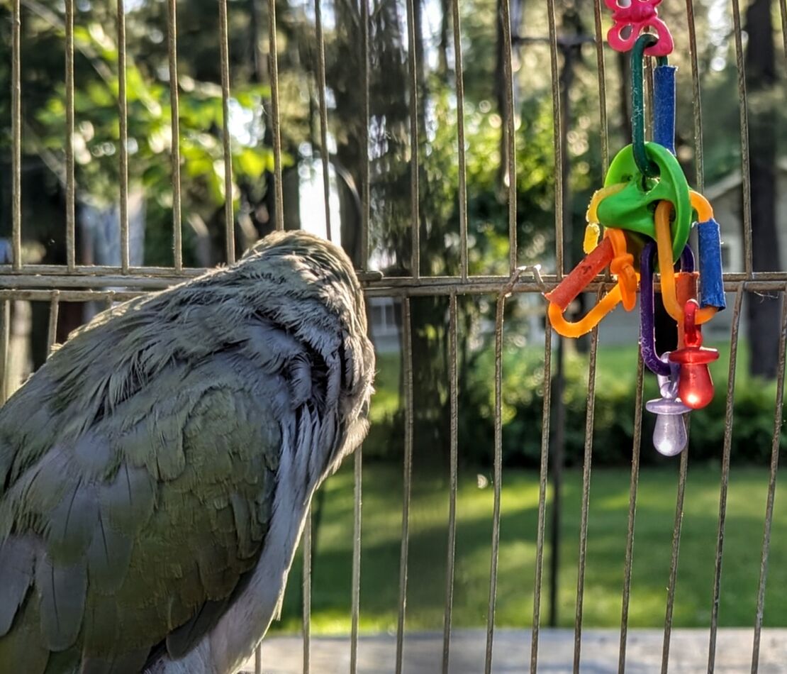 My Indian Ring Neck - and Her Toy! She won't get near anything else ...