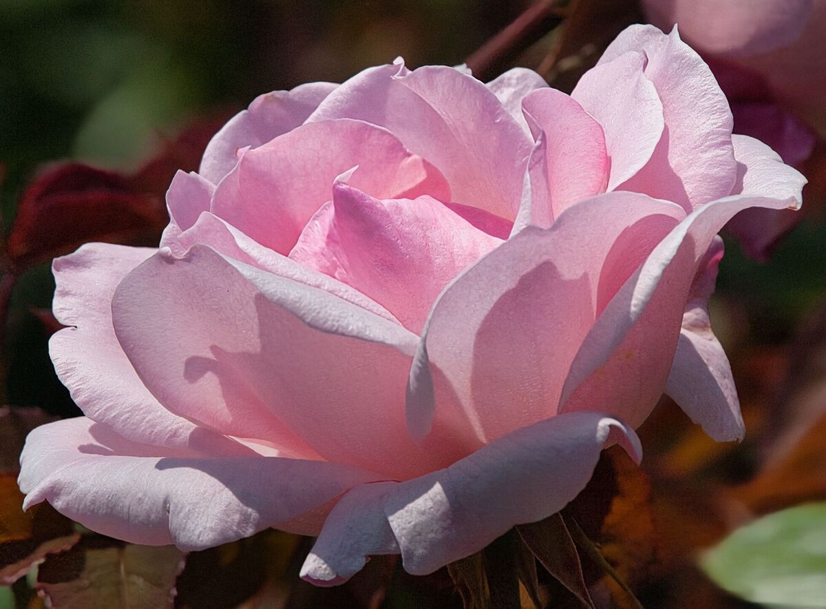 A Lovely Trio of Roses for All My UHH Friends: I love just gadding ...