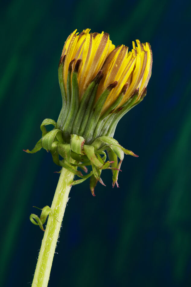 One more from the weed patch: She was hiding in the grass...
