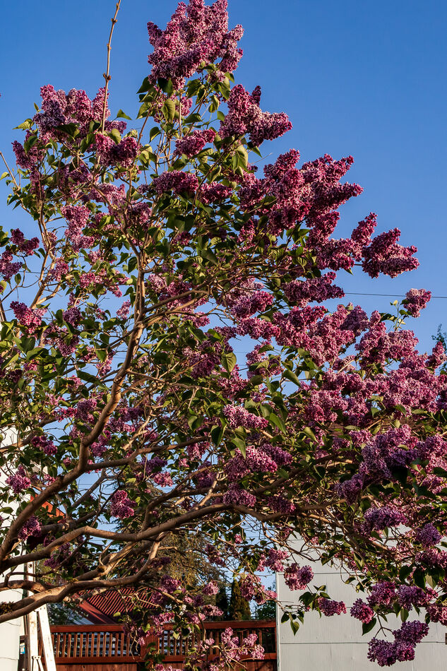 Getting acquainted with my 5D Mark II: On the familiar shores of ...