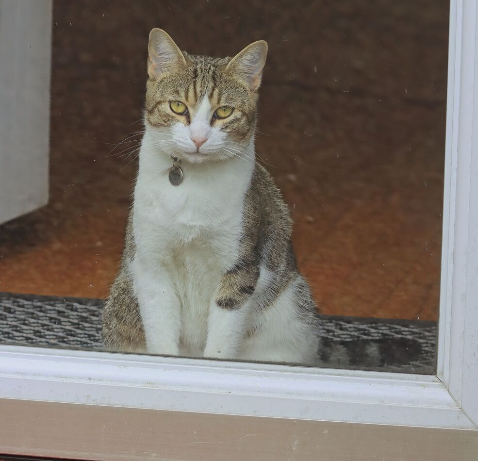 Meet Momo the cat: Recently when I arrived at my client's house I was ...