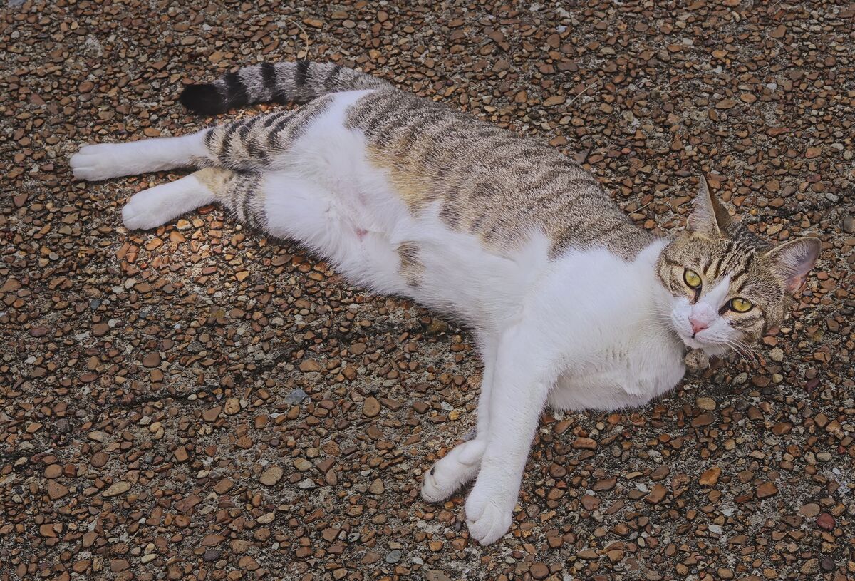 Meet Momo the cat: Recently when I arrived at my client's house I was ...