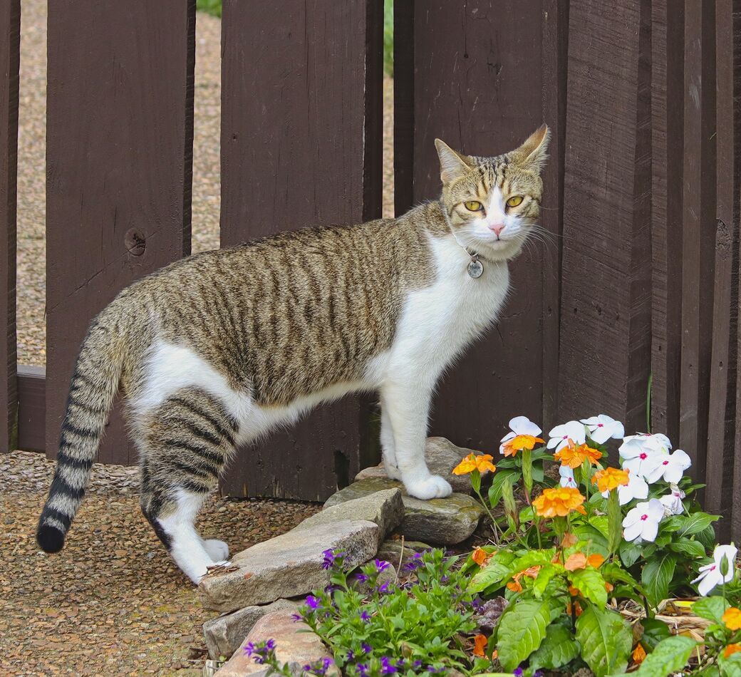 Meet Momo the cat: Recently when I arrived at my client's house I was ...