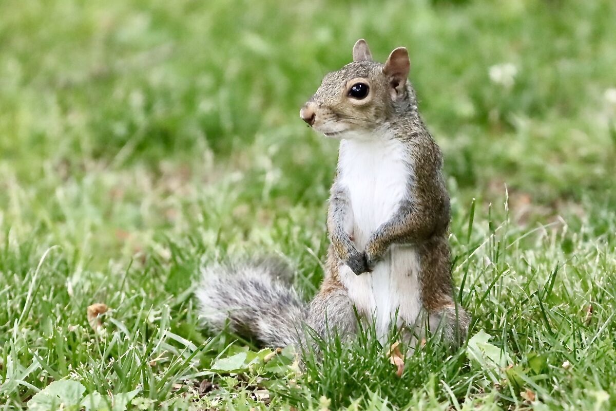 A squirrel practicing their Elevator pose: I always love it when a ...