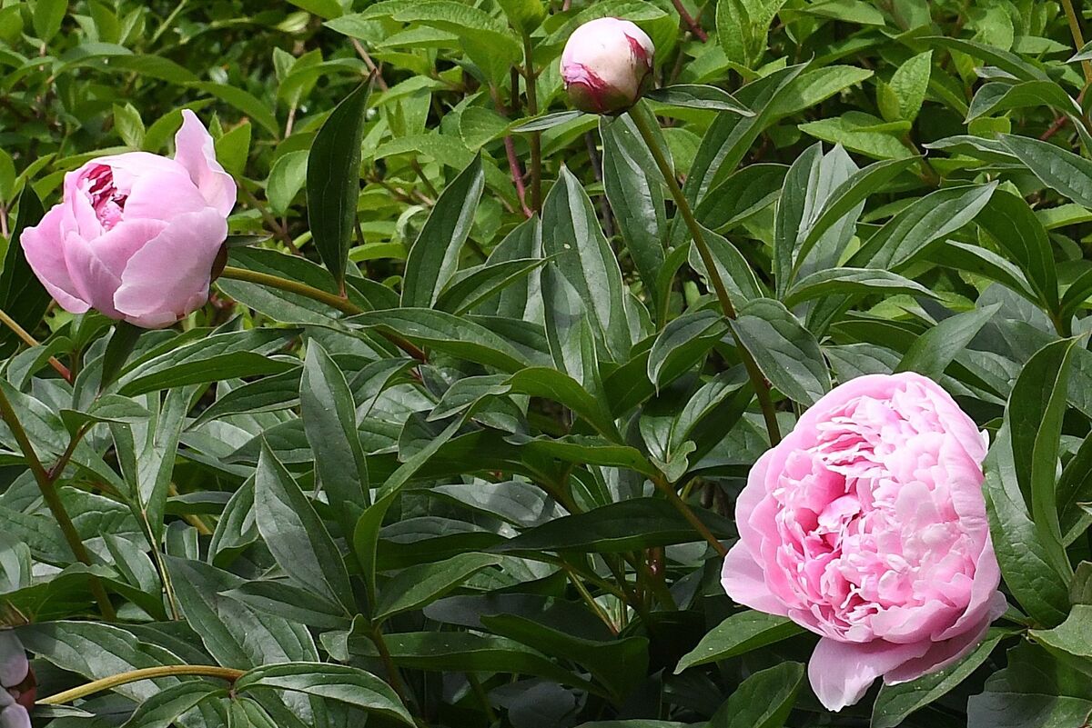 Birth of a flower: While shooting some flowers yesterday I came across ...