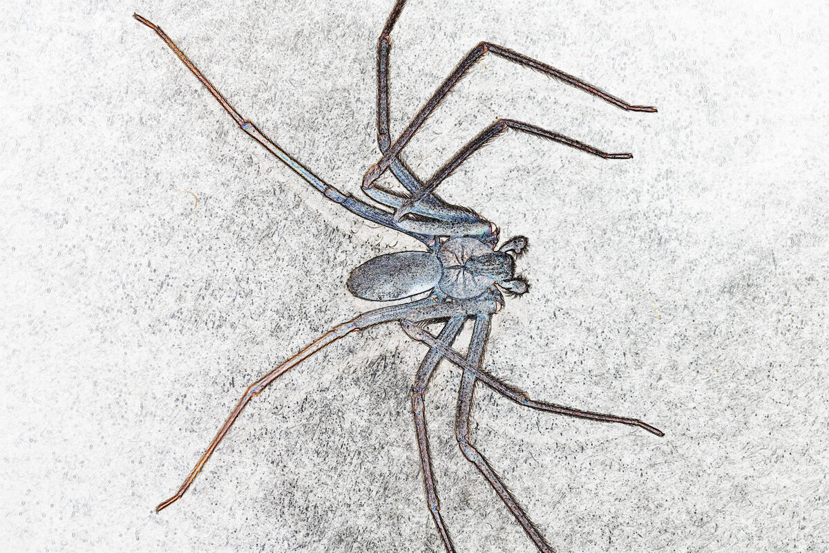 Brown Recluse Spider (female): The Brown Recluse is fairly common in ...