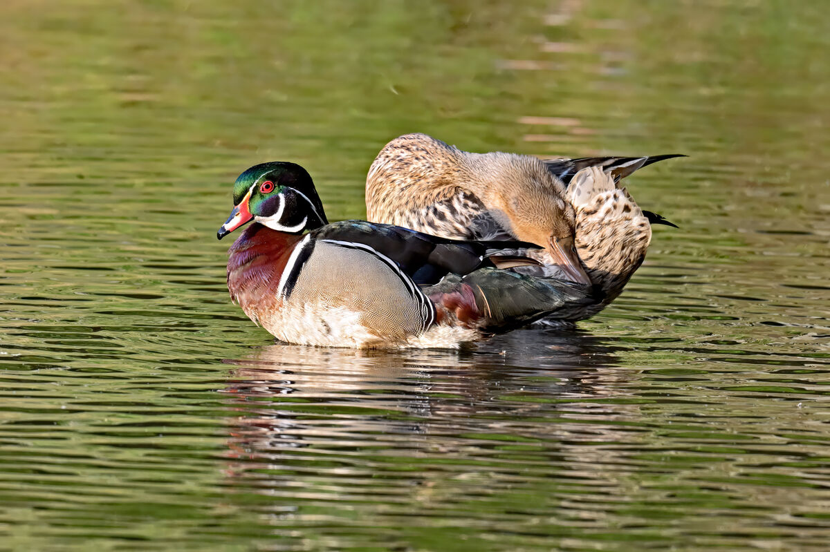Wood and mallard ducks glow in the setting sun: Cary, NC. April, 2026 ...