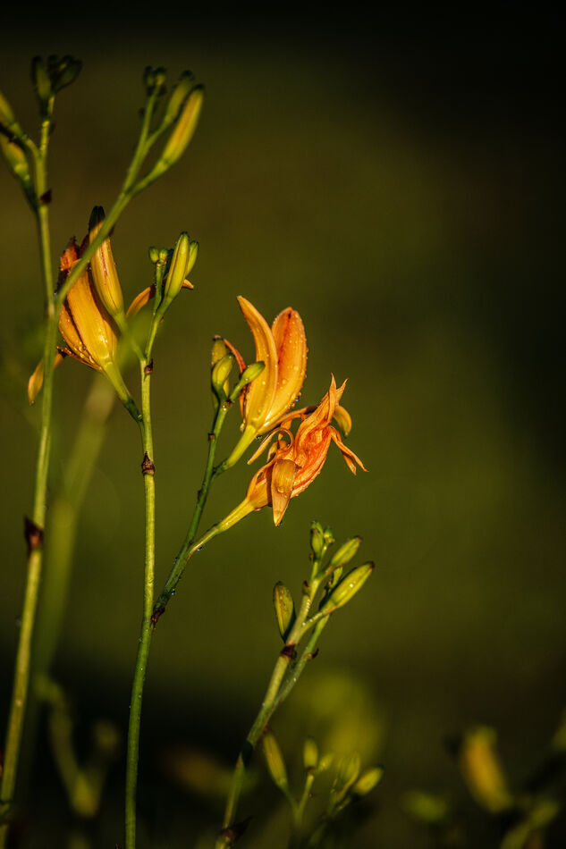 Checking out the Sigma 150-600 Sport lens: I have used this lens in the ...