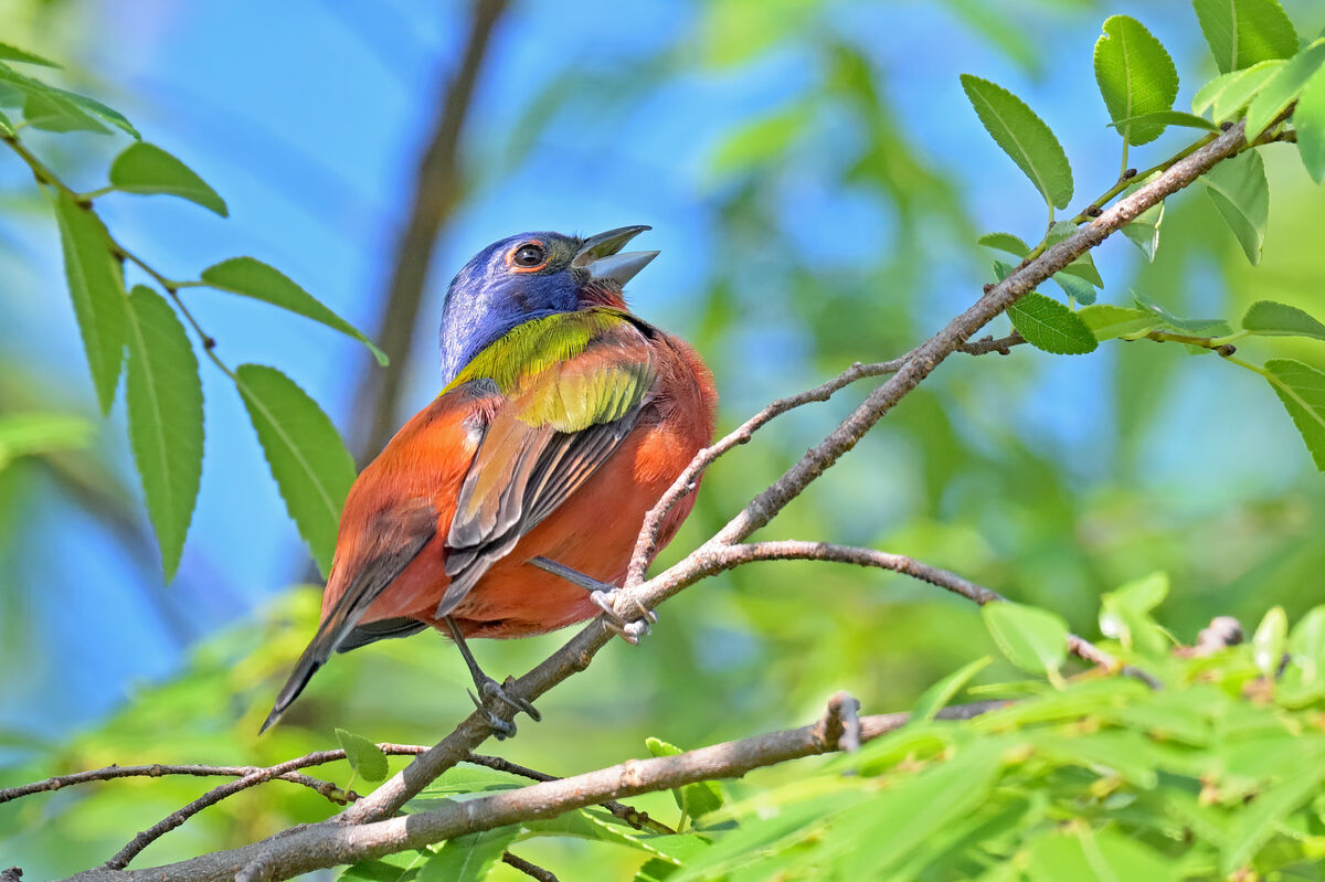 Painted Bunting : My contributions to the 'Raleigh rock star bird' hall ...