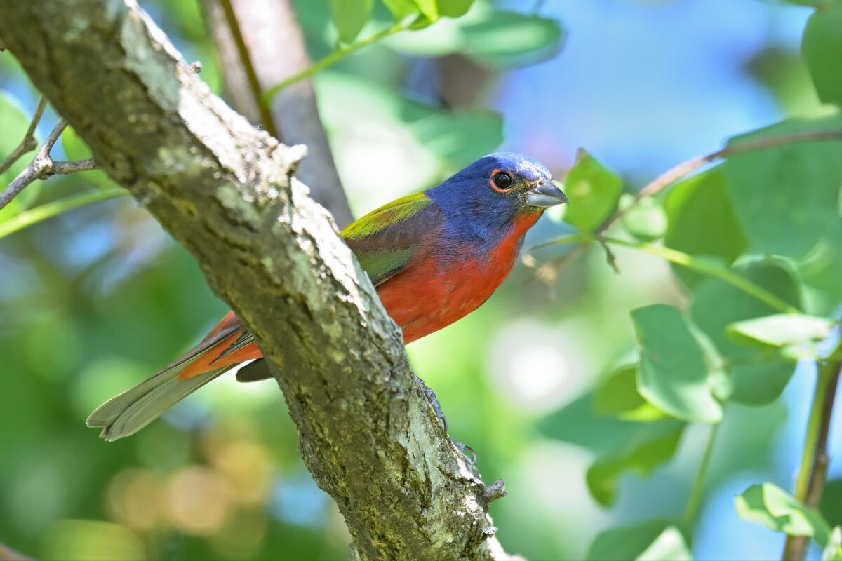 Painted Bunting : My contributions to the 'Raleigh rock star bird' hall ...