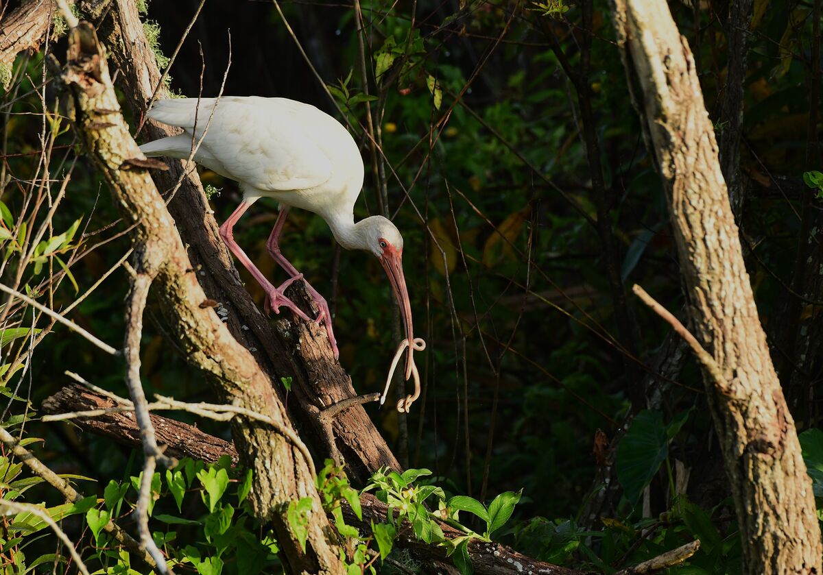White Ibis with a Snake snack! Lake Apopka.
