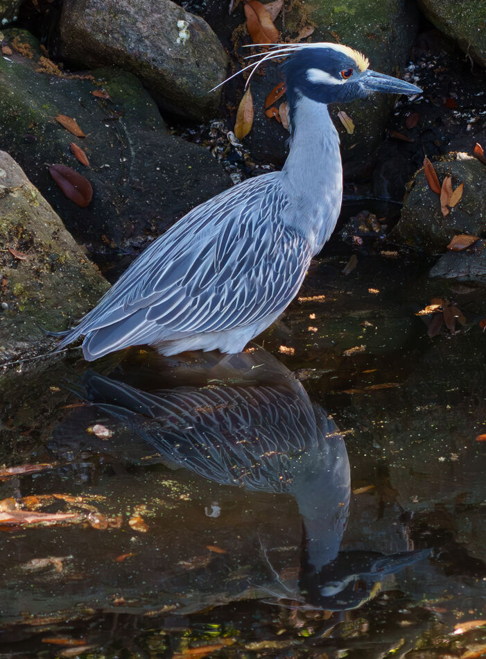 Hilton Head Island birds - V: The early morning activity provided good ...