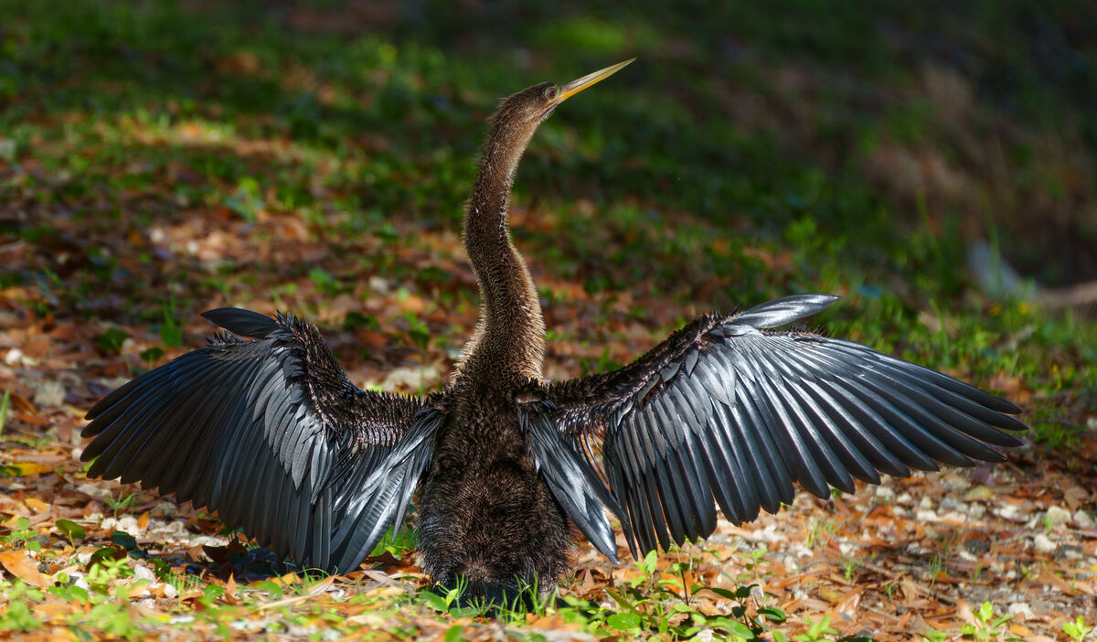 Hilton Head Island birds - V: The early morning activity provided good ...