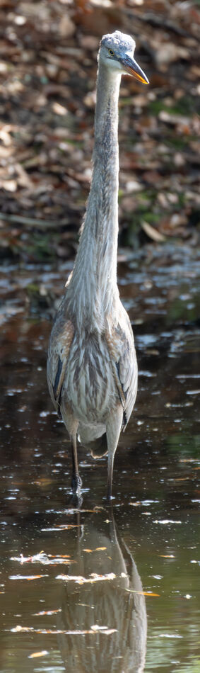 Hilton Head Island birds - V: The early morning activity provided good ...