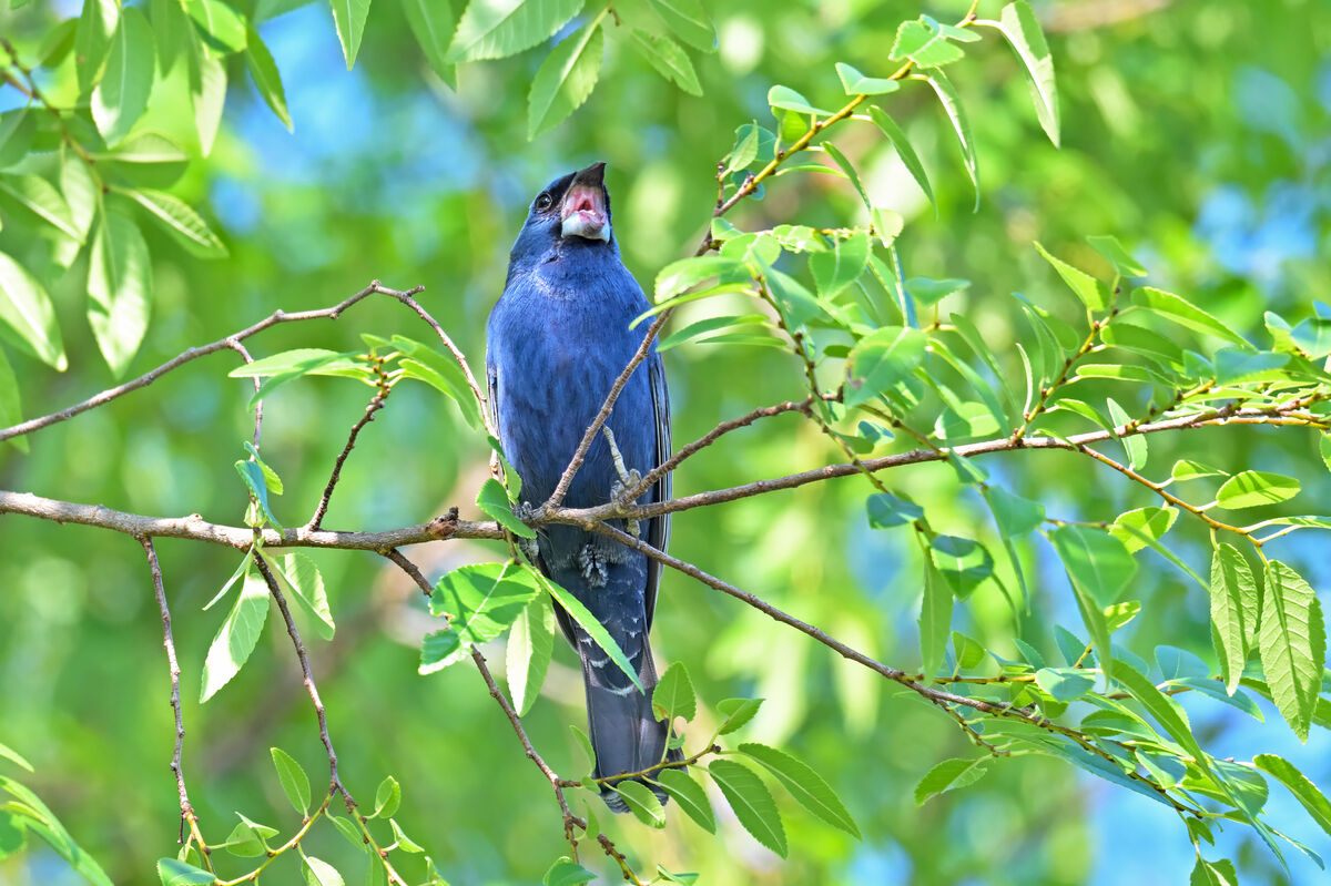 Blue Grosbeak : different lighting conditions and angles: Dix Park ...