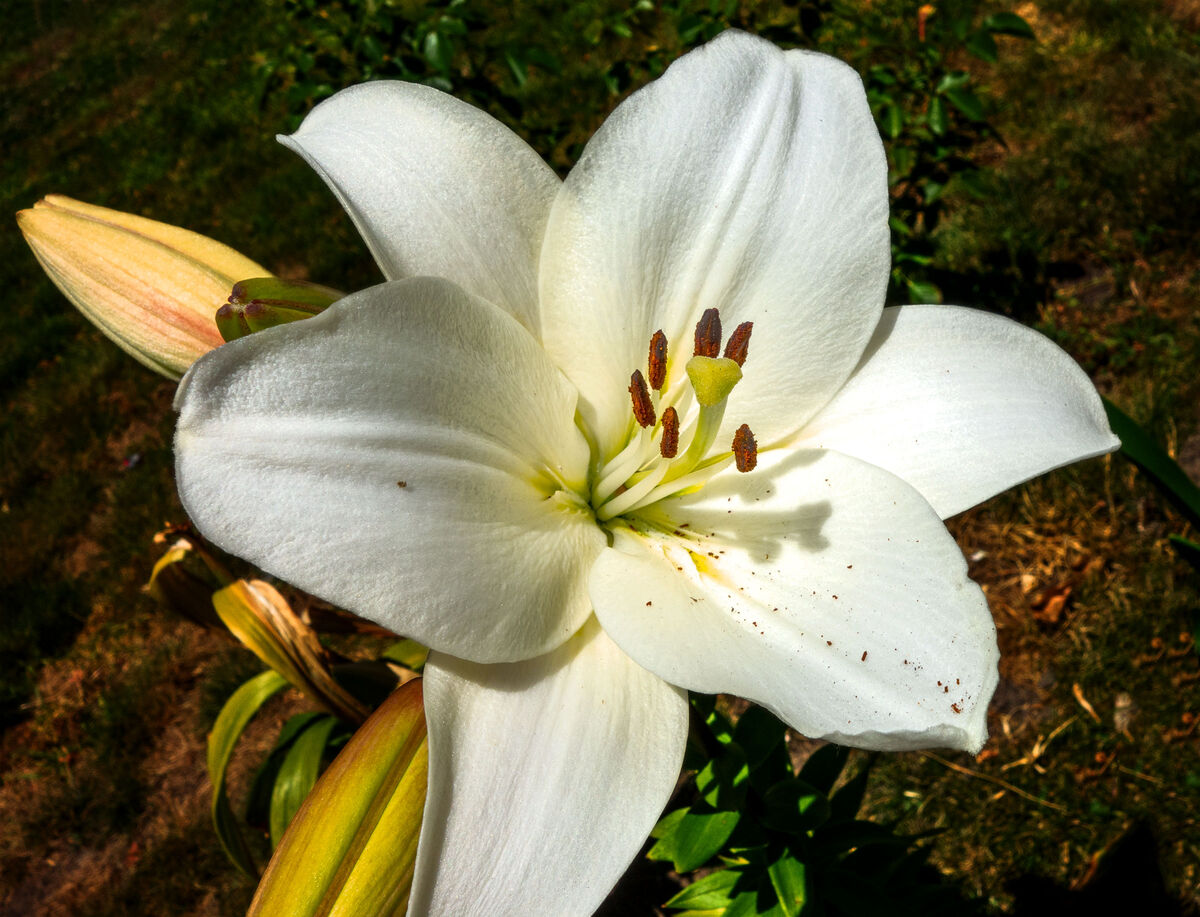 Lilly: I came across this guy, and I took some pictures.