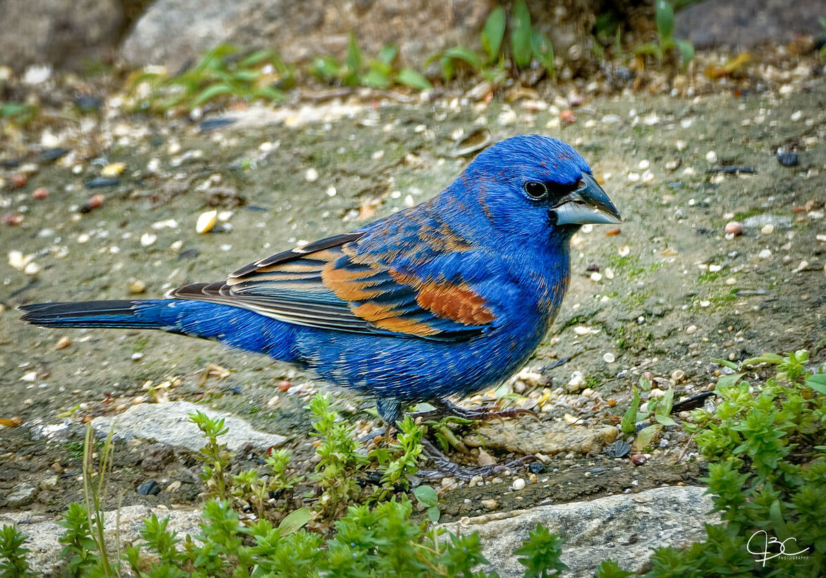 Blue Grosbeak : different lighting conditions and angles: Dix Park ...