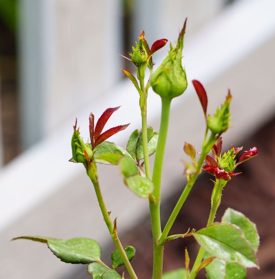 Morning in the backyard - III: The oldest roses (red), the newest and ...