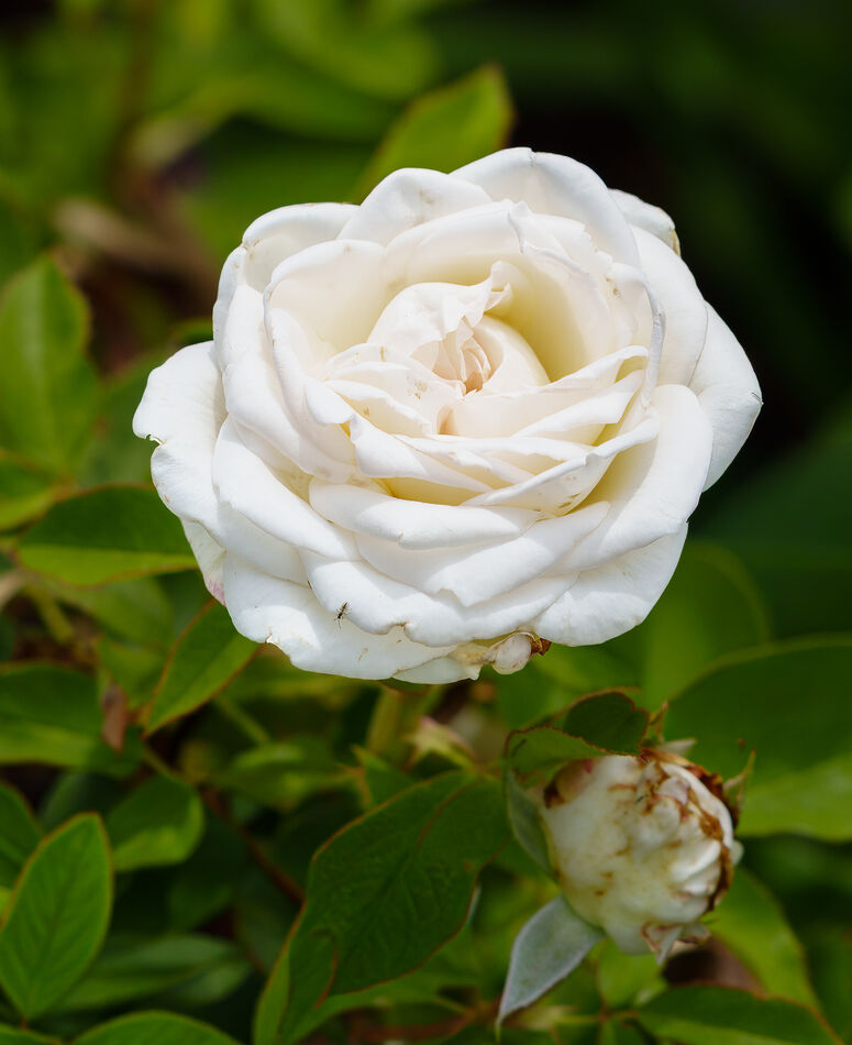 Morning in the backyard - III: The oldest roses (red), the newest and ...