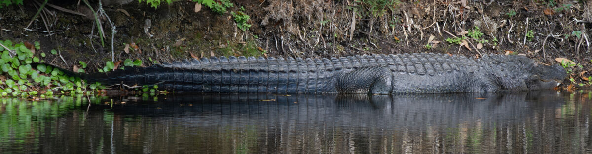 Hilton Head Island critters: This set is the last of my photos from my ...