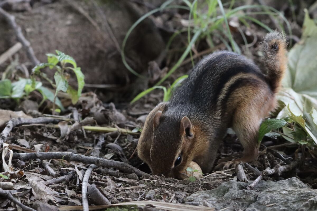 My reward for getting up early- Meet Charles the Chipmunk! Since I am ...
