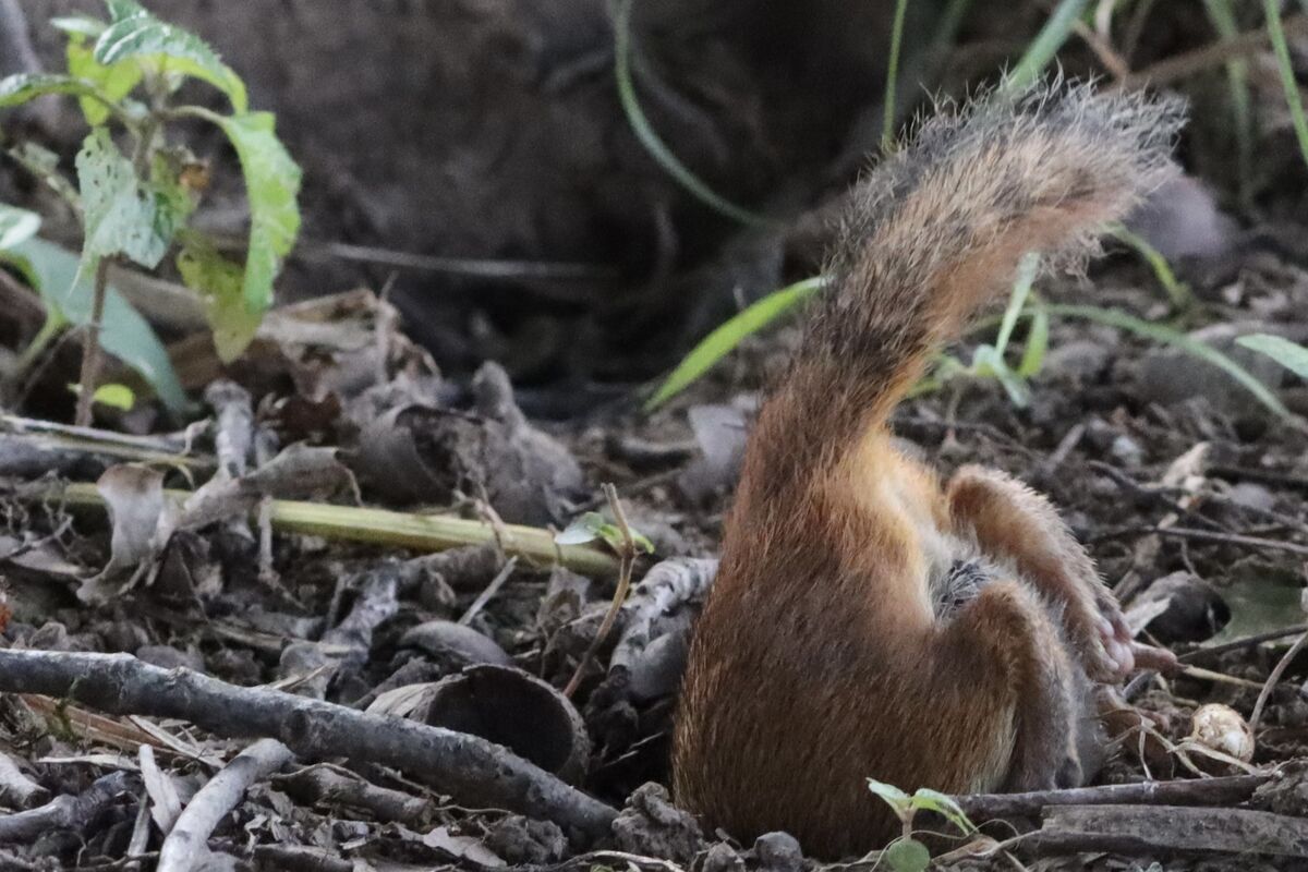 My reward for getting up early- Meet Charles the Chipmunk! Since I am ...