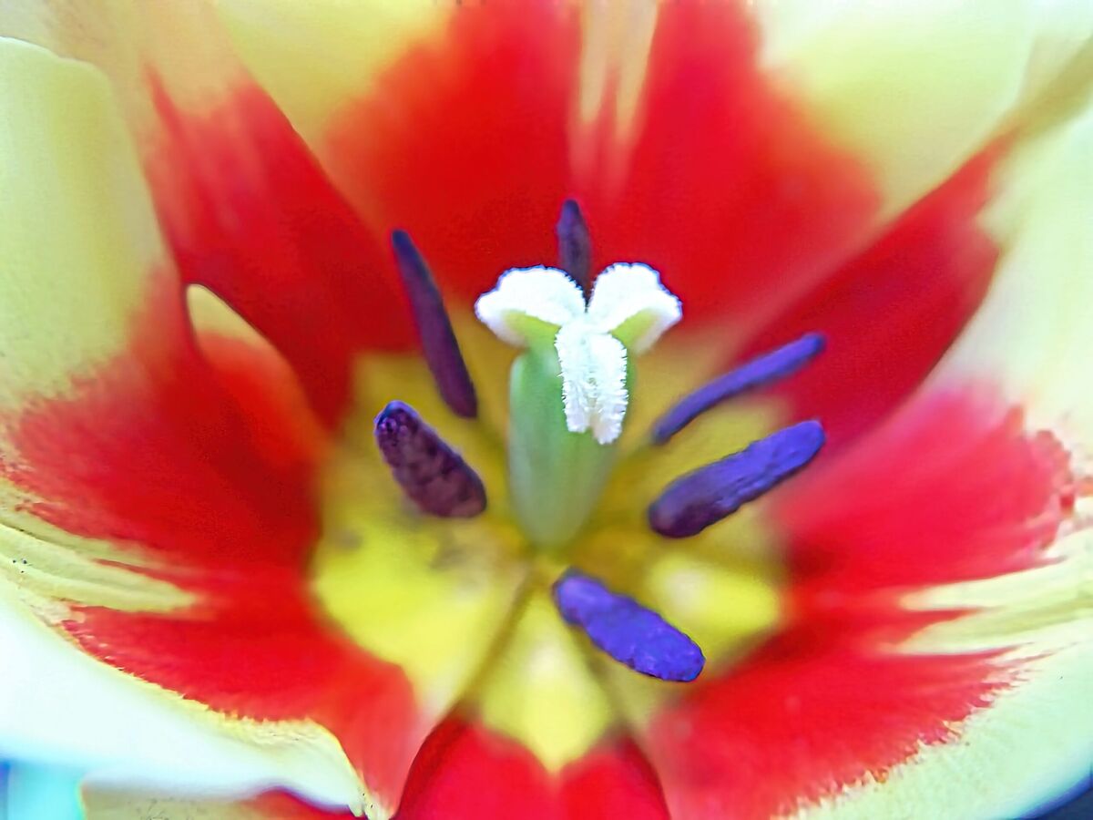 Spectacular Tulips! Thinking about these makes it hard to fall asleep ...