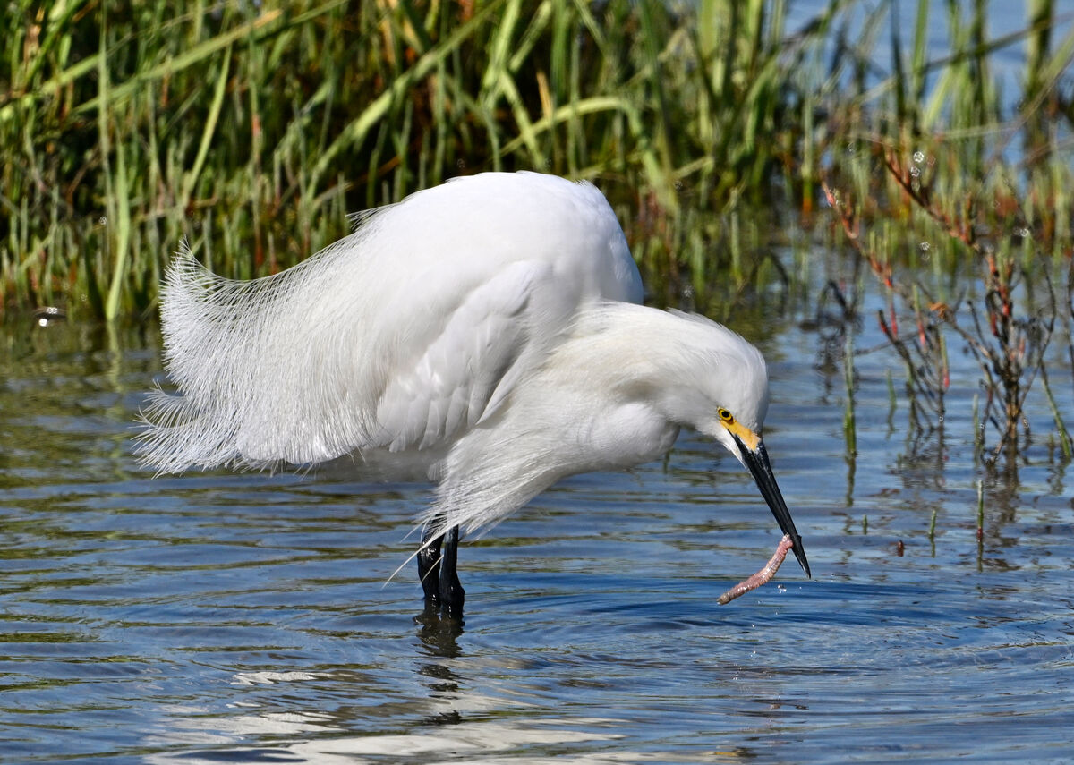Egrets: Is it a Heron or an Egret?? According to the experts, all ...