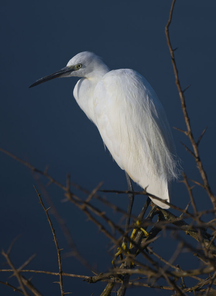 Egrets: Is it a Heron or an Egret?? According to the experts, all ...