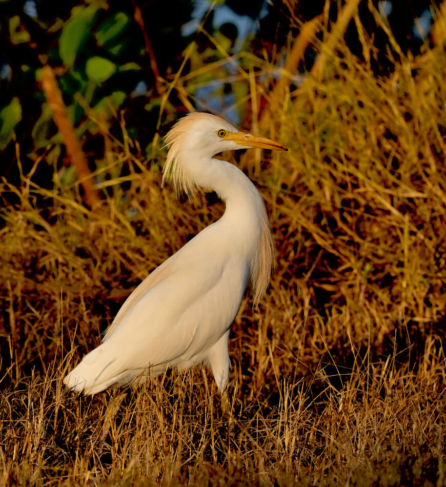 Egrets: Is it a Heron or an Egret?? According to the experts, all ...