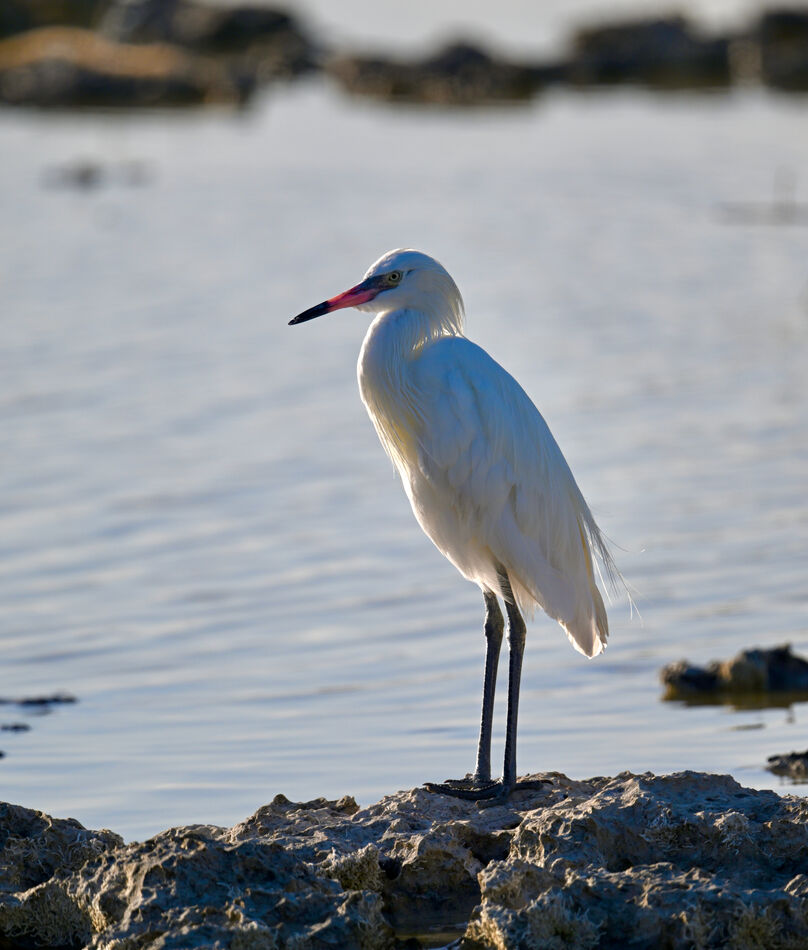 Egrets: Is it a Heron or an Egret?? According to the experts, all ...