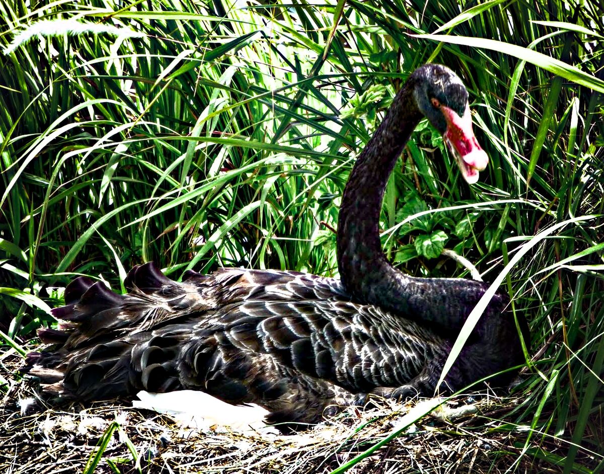 Swan Lake, Lakeland FL: Swan Lake, Lakeland FL...