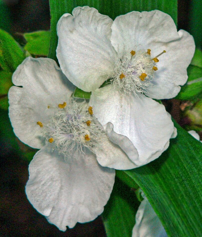 White Spiderworts: Two other colors following. Enjoy 🤍🤍🤍🤍...