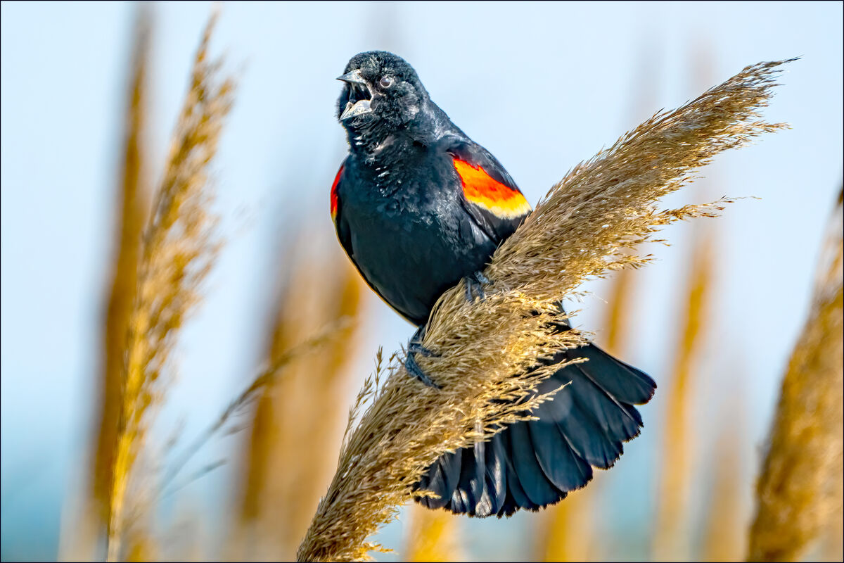 Red wing blackbirds: Edmund B. Forsythe National Wildlife Refuge, May ...