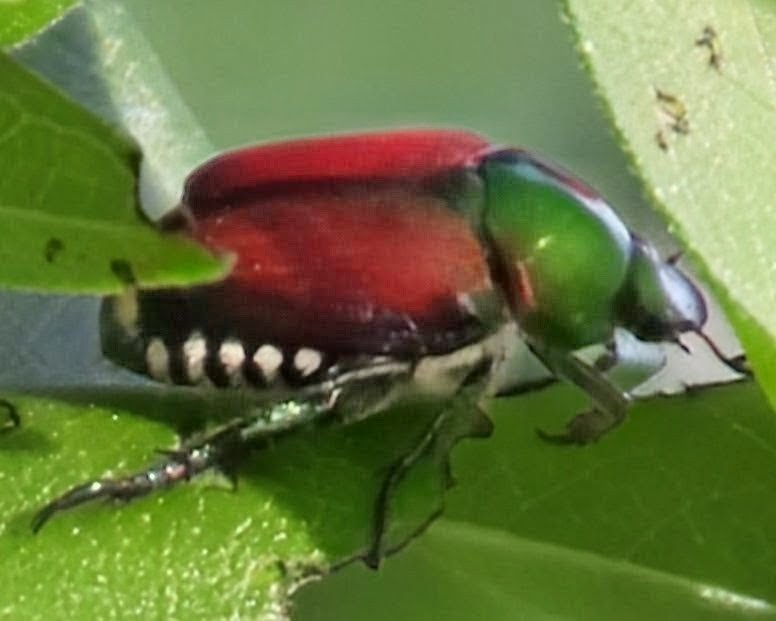 Some macro shots: Here are some recent macro shots, all handheld from a ...